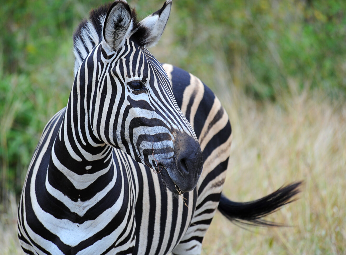 International Zebra Day - DoGood365