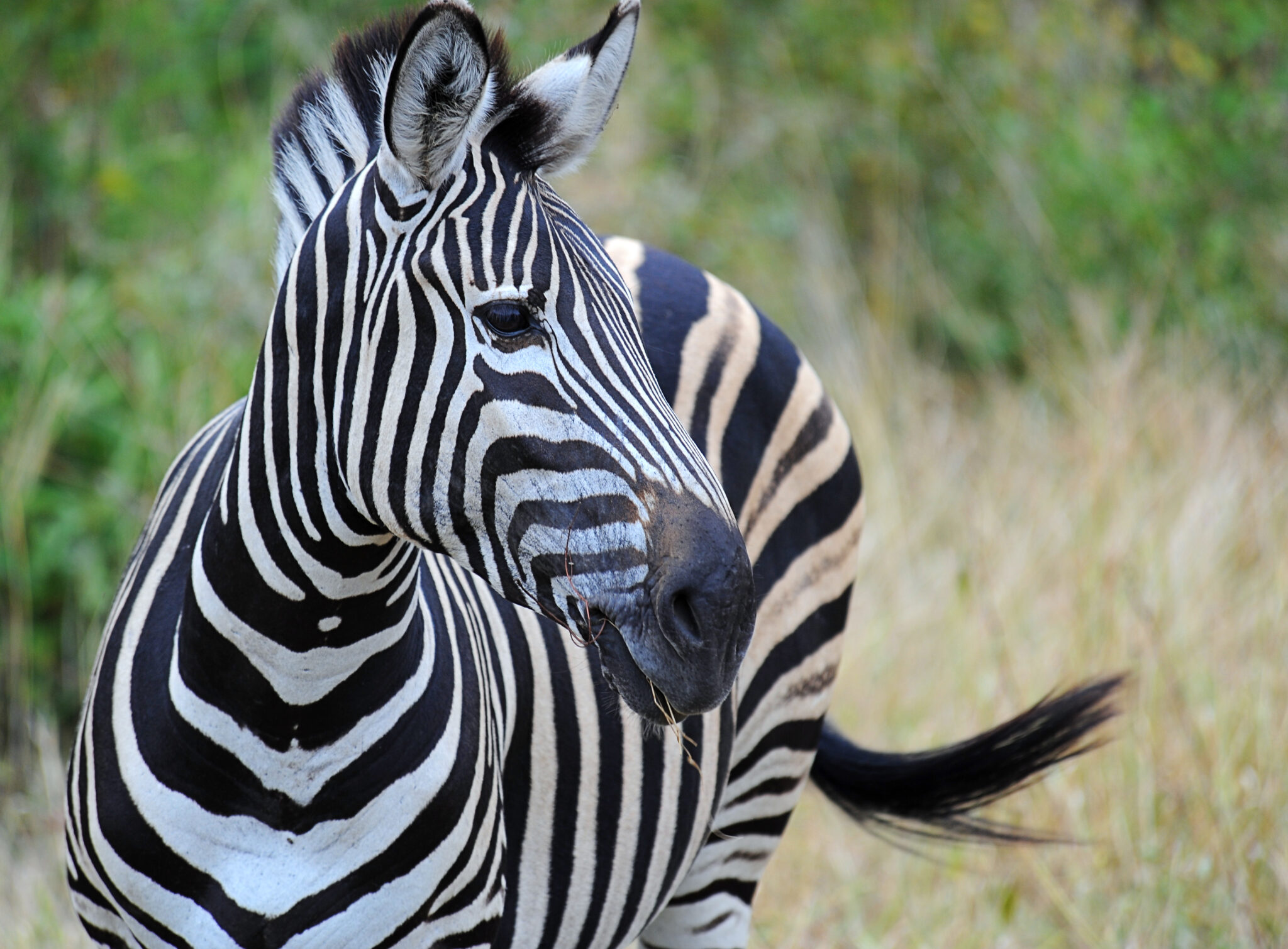 International Zebra Day - DoGood365